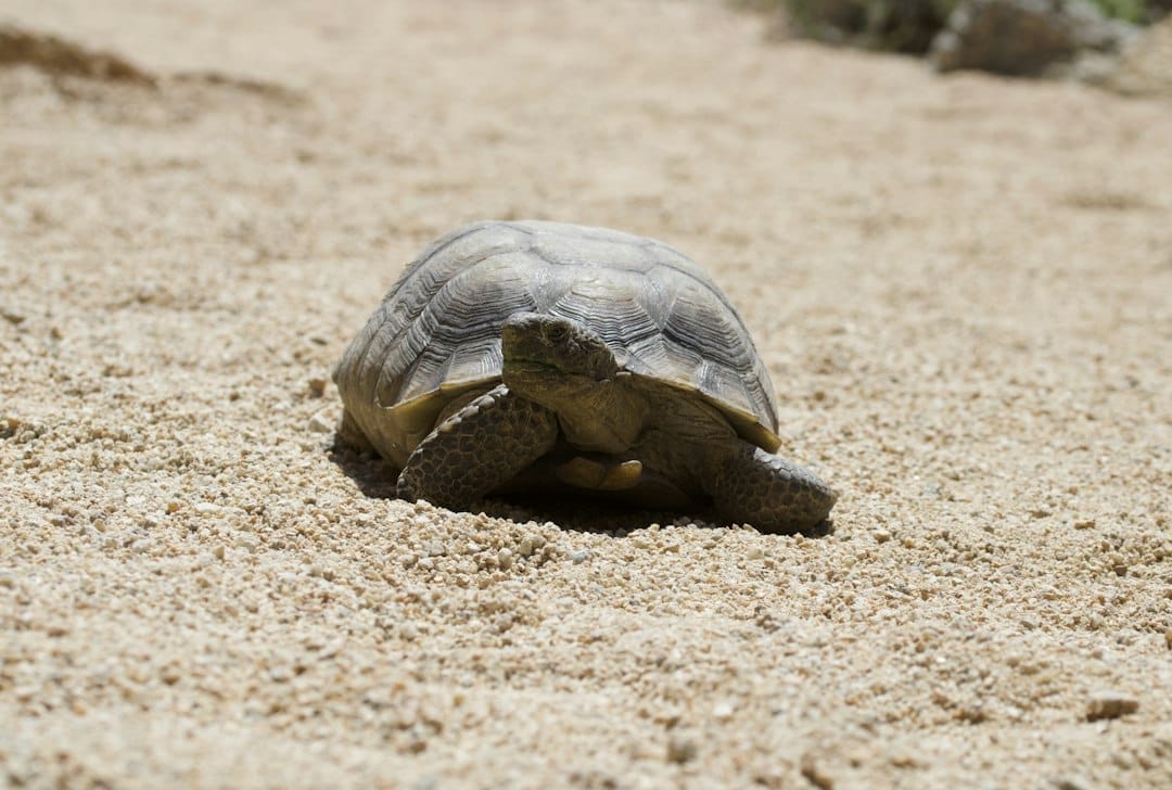 The Endangered Beauty: The Importance of Protecting the Desert Tortoise ...