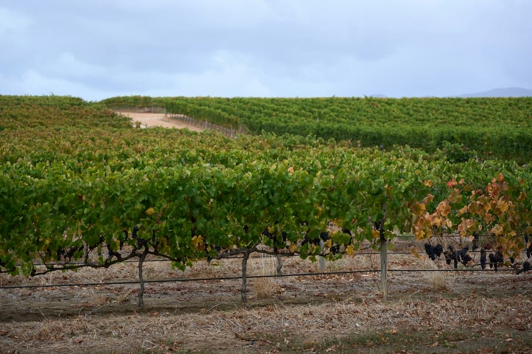 Discover the Best Cape Town Vineyards: A Wine Lover’s Guide to the ...
