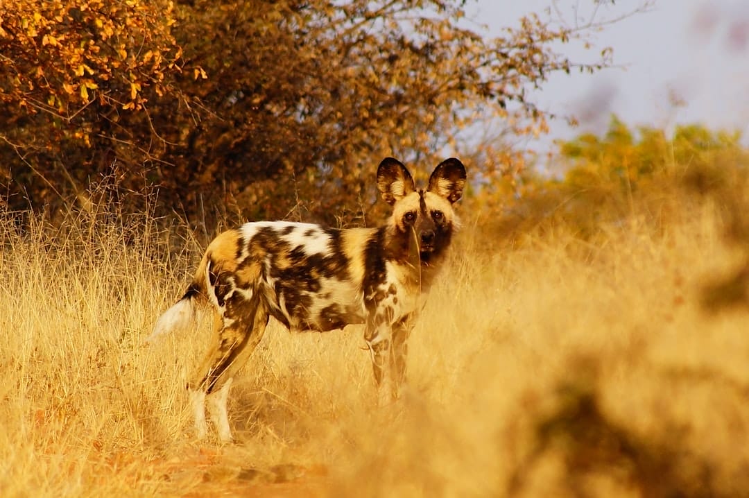 African Wild Dog: The Endangered Hunter | African Sahara