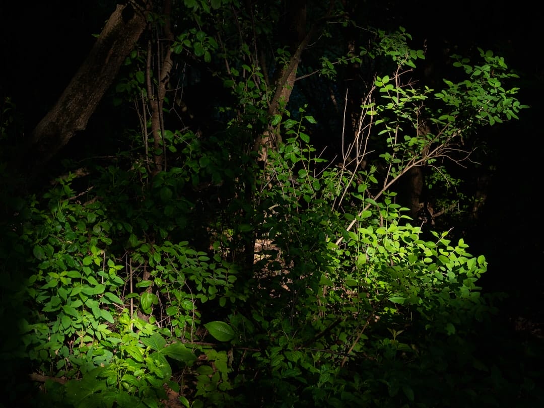 Reconciliation in South Africa: Healing a Divided Nation | African Sahara